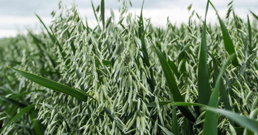 Technical Crop Update: Summer 2021 - Cooney Furlong